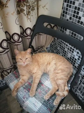 Кот Шурик