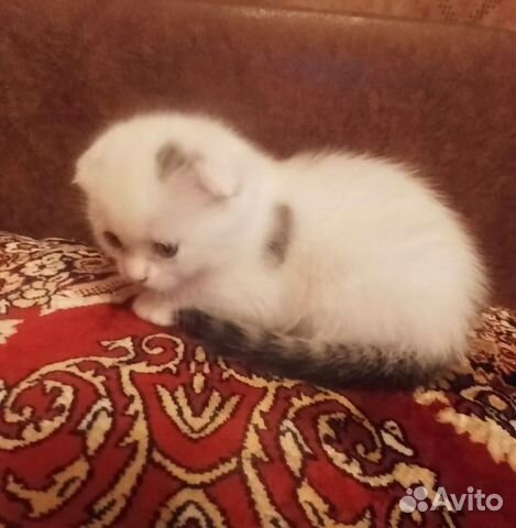 Шотландская вислоухая