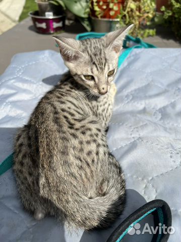 Саванна Ф5 жемчужное серебро