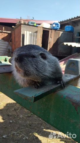 Нутрии серебро на племя