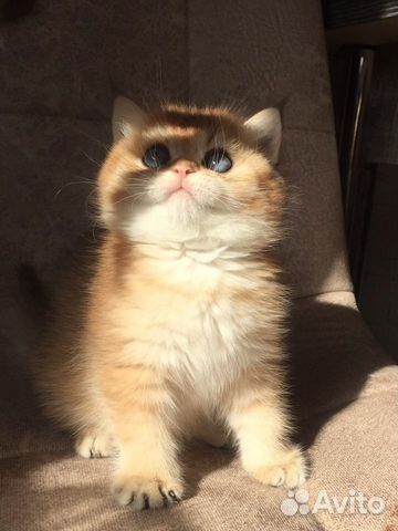 Золотая шиншилла котята