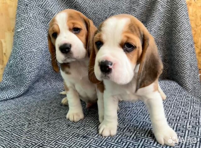 Щенки Бигль
