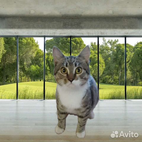 Кошечка подросток