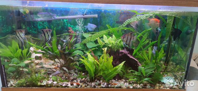 Аквариумные рыбки