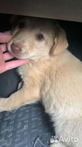 Красивые щенки бутузы