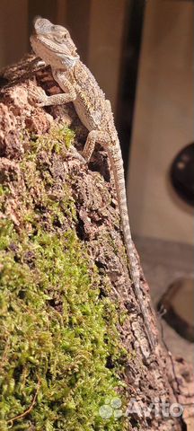Бородатая агама, отдам в добрые руки