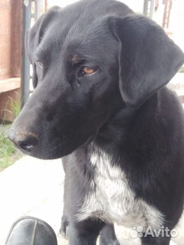 Найден Лабрадор