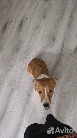 Дора ищет дом