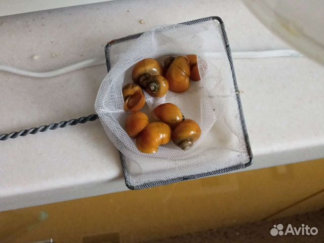 Ампулярии, обмен на рыбок