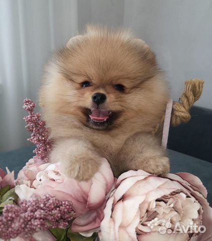 Шпиц померанский