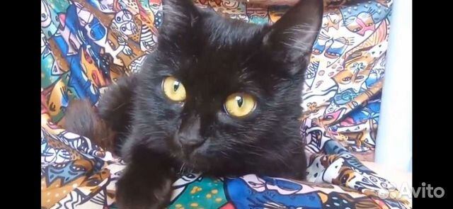 Кошечка Еля ищет дом