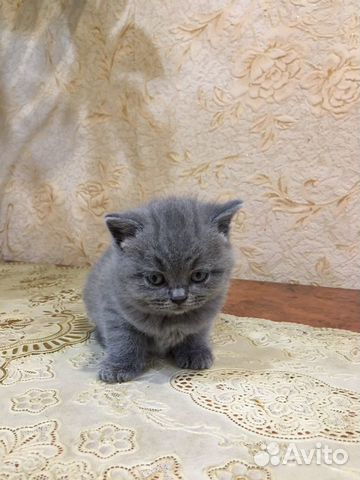 Британские котята