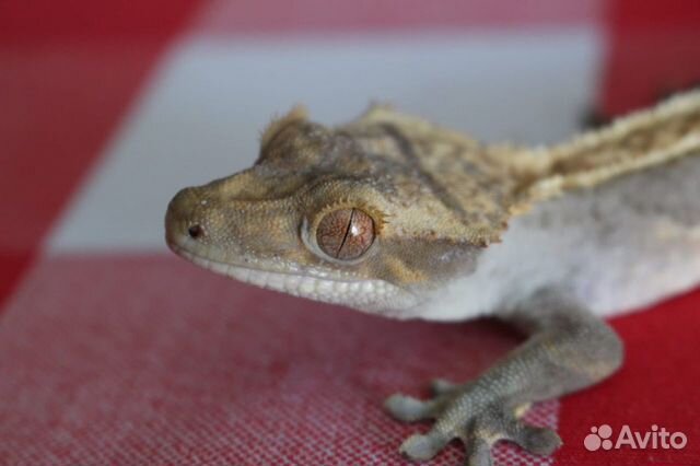 Яркий подросток ресничатого бананоеда