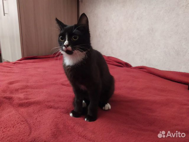 Кошечка-малышка Чуня/Шнурок