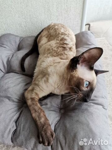 Котята корниш-рекс