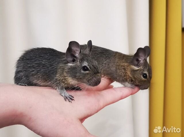 Дегусята 2 мальчика 1,5 месяца