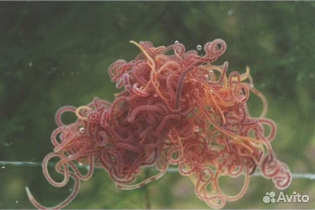 Трубочник живой