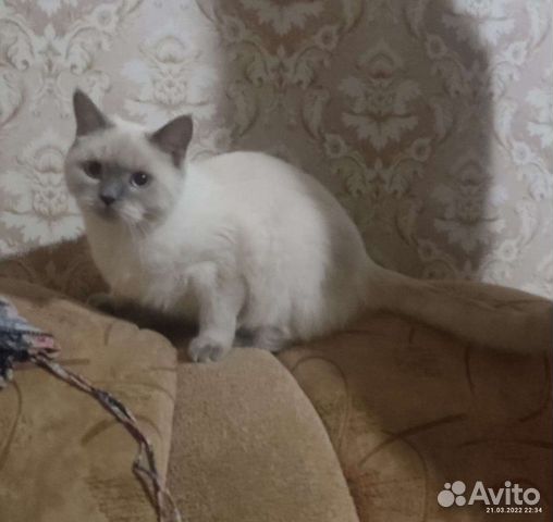 Шотландская