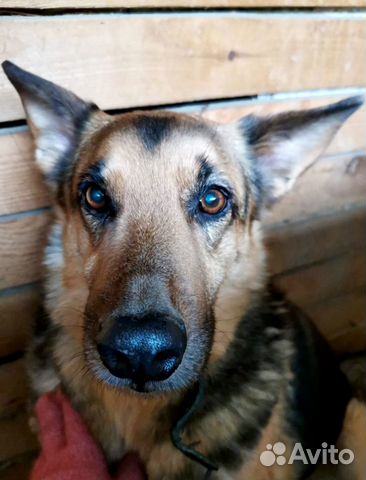 Несчастный пёс всю жизнь в клетке