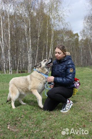 Собачка Вика ищет семью
