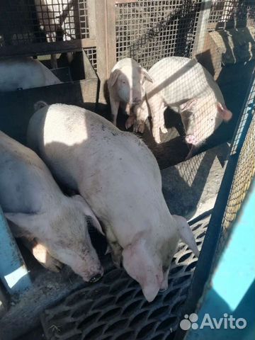 Поросенок ландрас