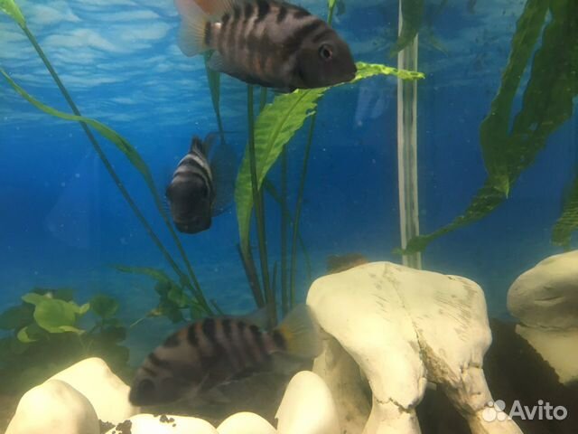 Мальки чернополосых цихлазом бесплатно