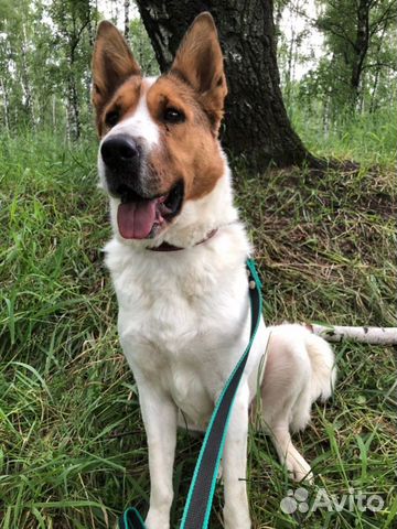 Активистка Милка с приюта ищет дом