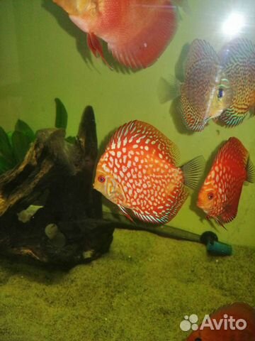 Дискусы пиджены