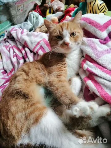 Котята в добрые руки бесплатно