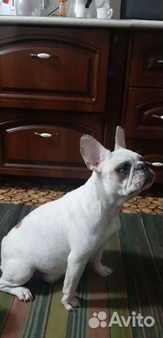 Французский бульдог щенки