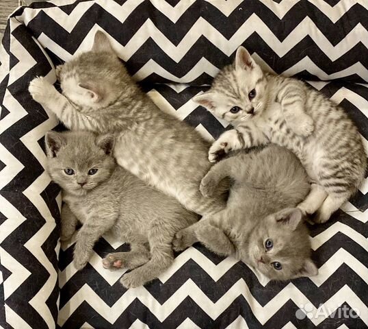 Британская