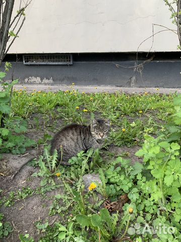 Уличная кошка (5-6 лет ) ищет дом