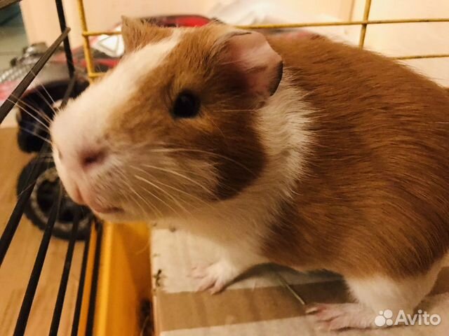 Морская свинка мальчик