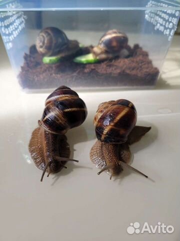 Улитка виноградная