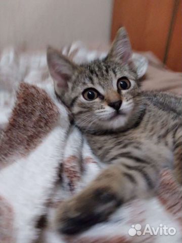 Котенок