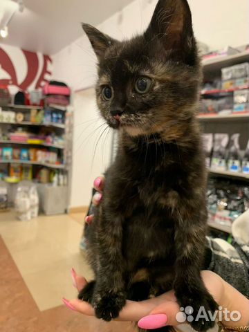 Котенок ищет дом