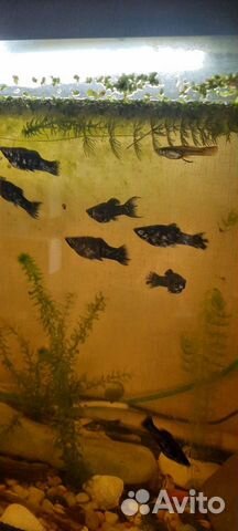 Молинезии отдам бесплатно