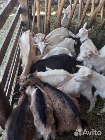 Козлята 2-х месячные