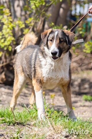 Отличный охранник Банди