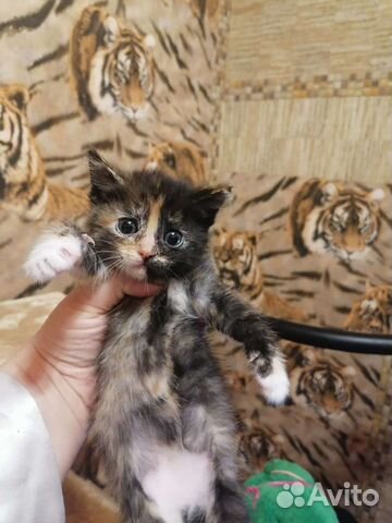 Котенок девочка