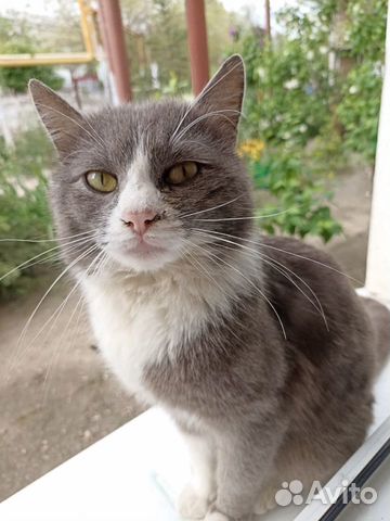 Печальный котик Огрустик,живет в коробке под окном
