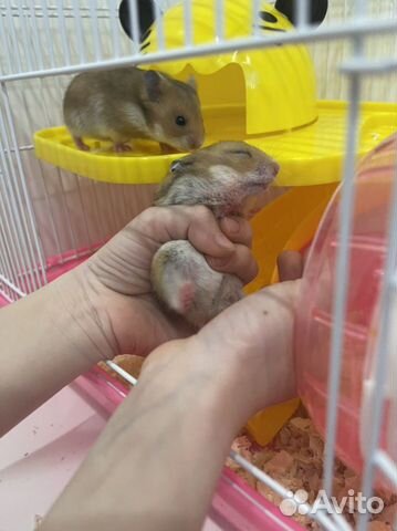 Сирийский хомяк