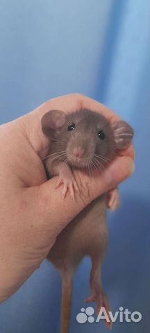 Крысята бурмиз дамбо