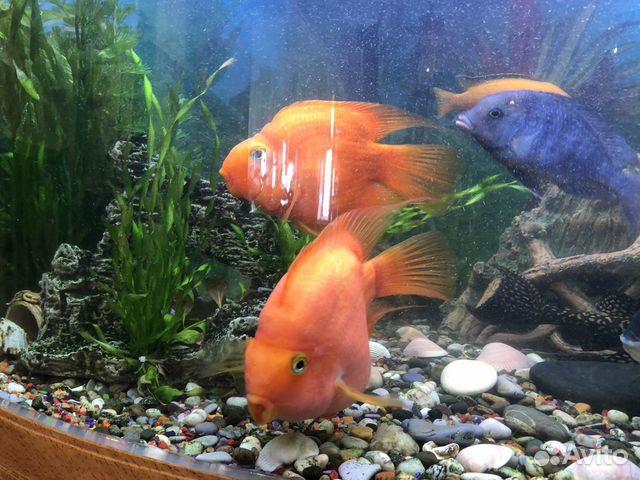 Аквариумные рыбки попугай