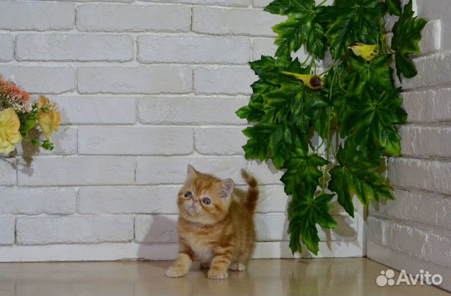 Мини экзотик Симба
