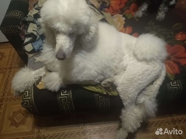 Королевский пудель