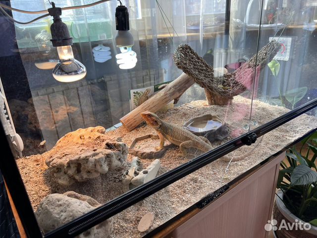Бородатая агама с террариумом 90