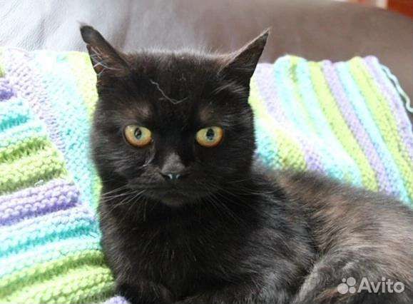 Ночка ждёт свою семью