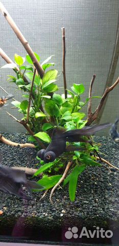 Рыба телескоп