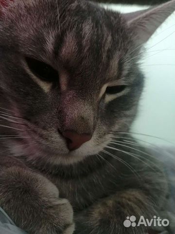 Красавец Тигруль